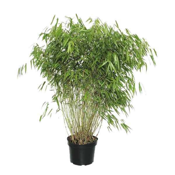 Fargesia Rufa 24 100 cm - Plantiful.be